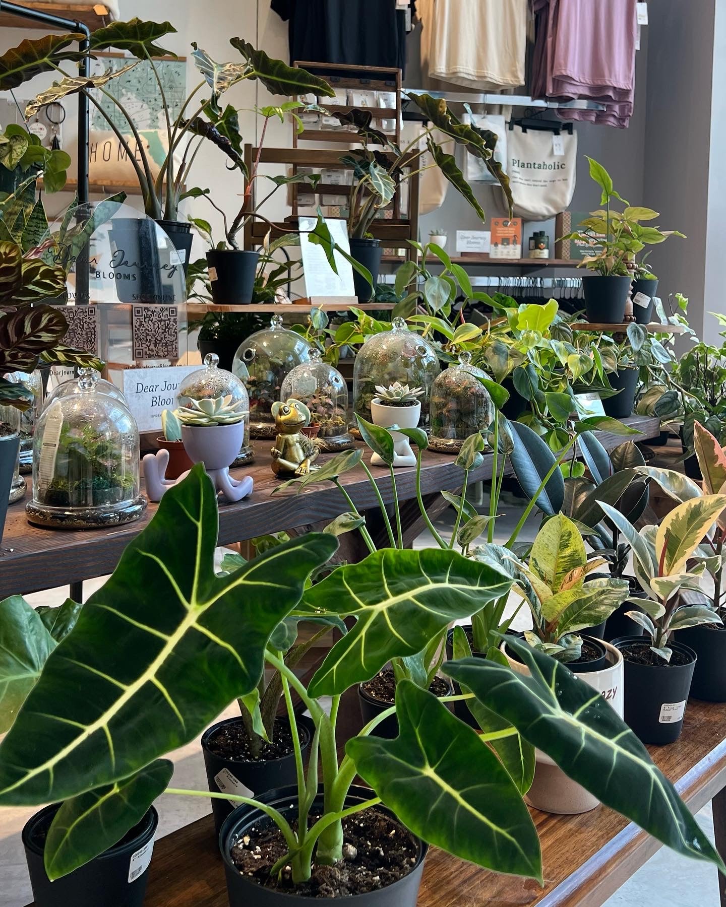 All – Dear Journey Blooms