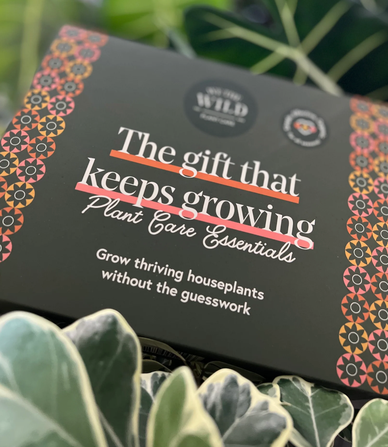 Plant Care – Dear Journey Blooms